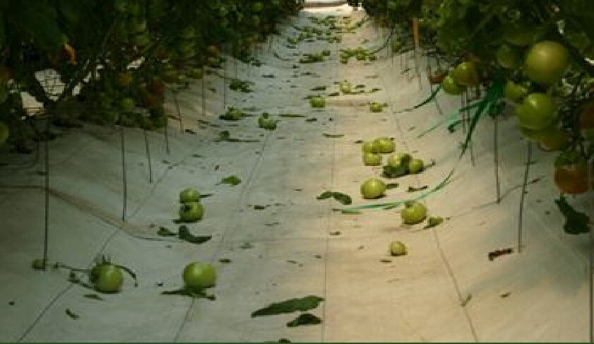 El Estrés Vegetal Parte I Estrés Por Altas Temperaturas Intagri Sc